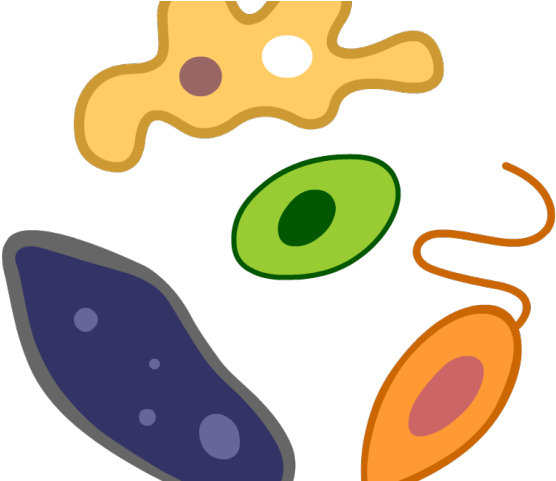 Algae Clipart Protist - Protozoa Png Transparent Png - Full Size ...