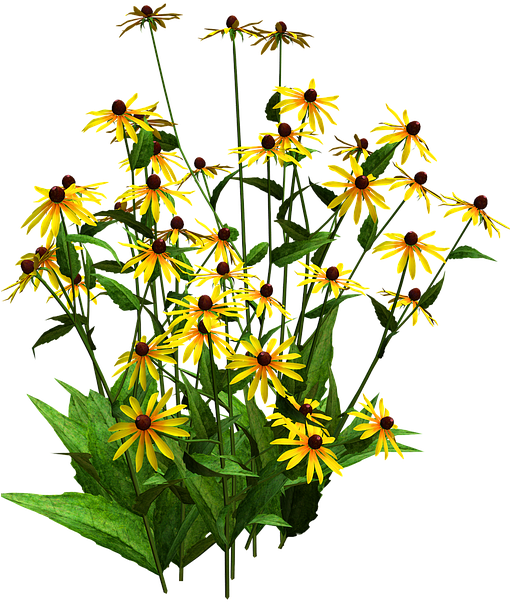 Sunflower Clipart Shrub - Black Eyed Susan Png Transparent Png - Full ...