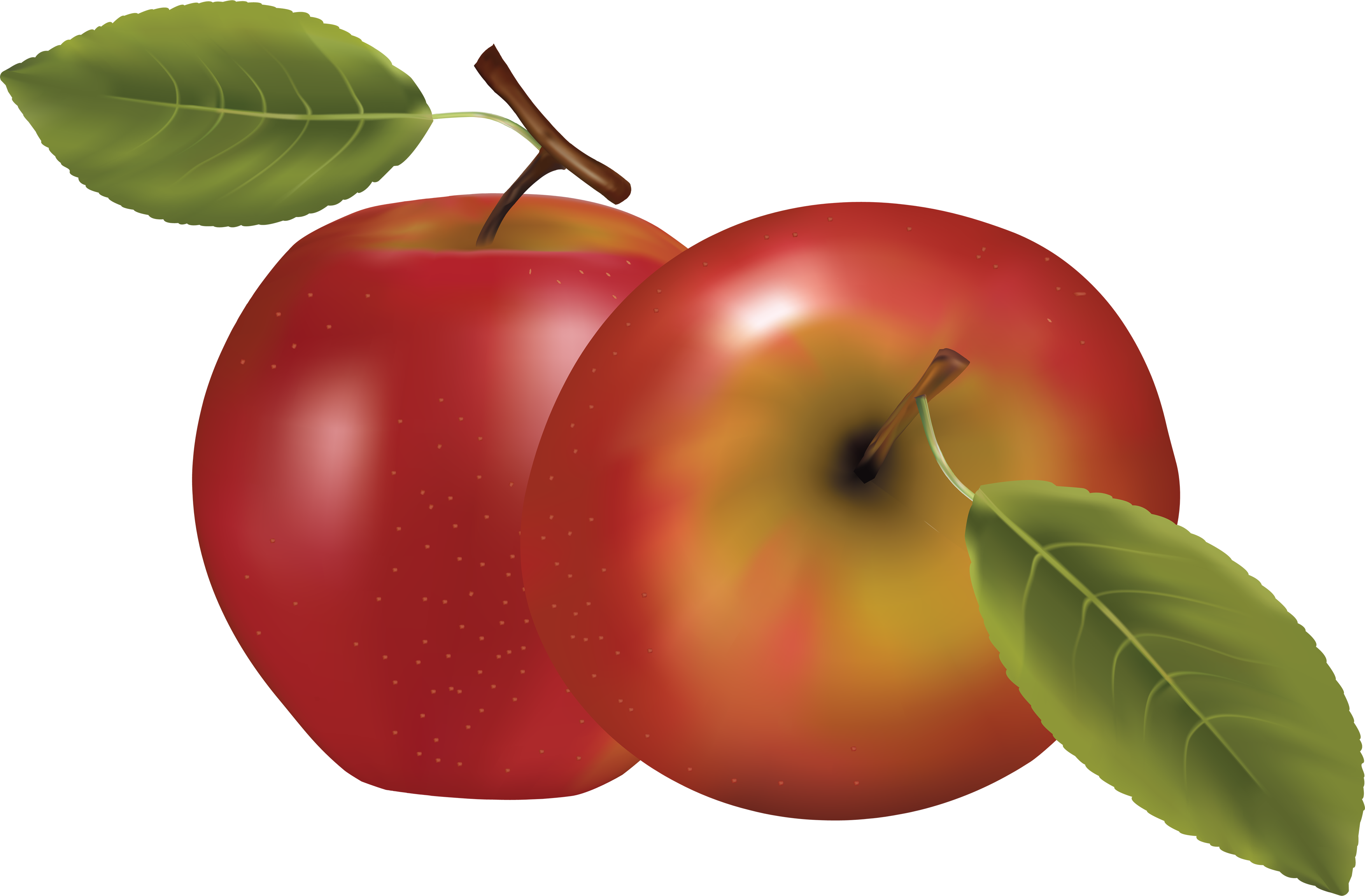 19 Apples Clip Art Freeuse Huge Freebie Download For - Apple Clipart ...