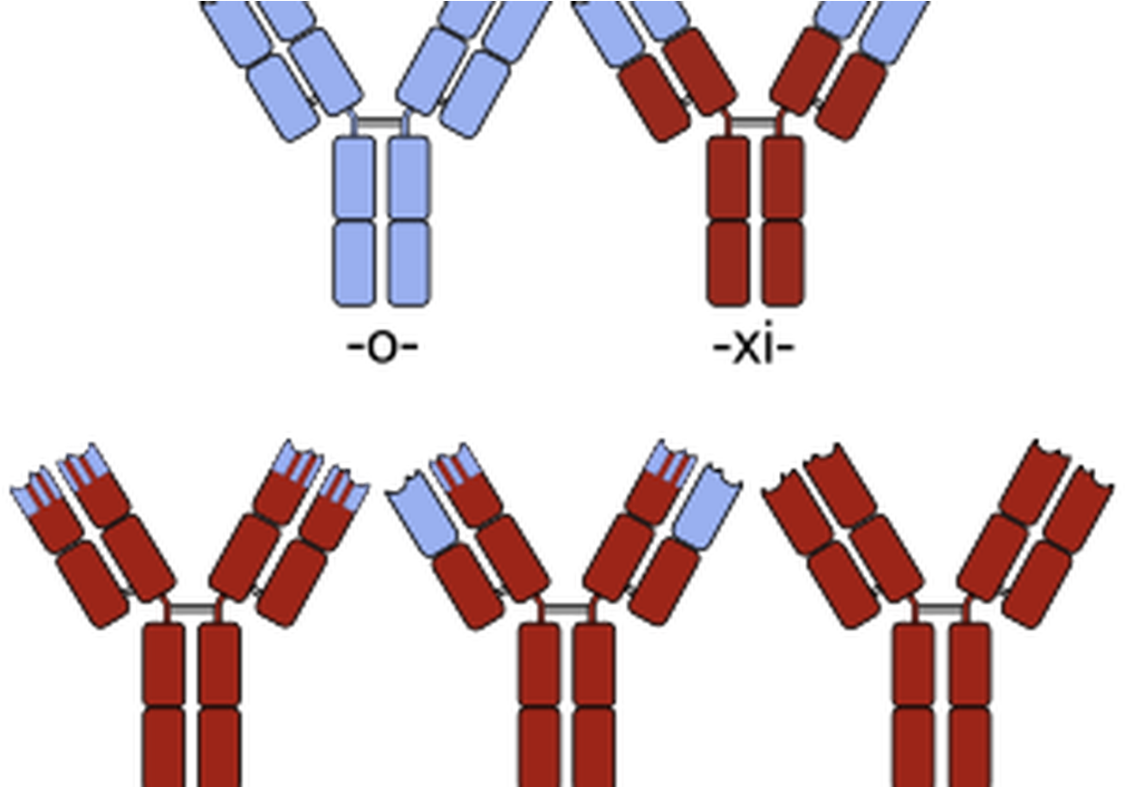 Antibody Clipart - Full Size Clipart (#803772) - PinClipart