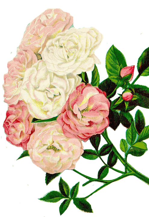 Download Roses Clipart, Floral Clipart, Flowers - ภาพ ตัด ปะ ดอก กุหลาบ ...