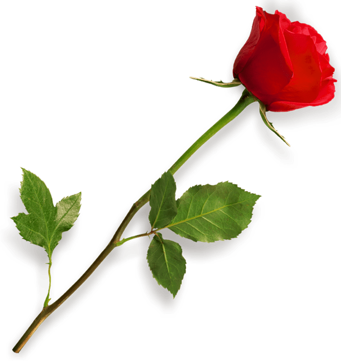 Red Rose Clipart Long Stem - Rose Png Transparent Png - Full Size ...