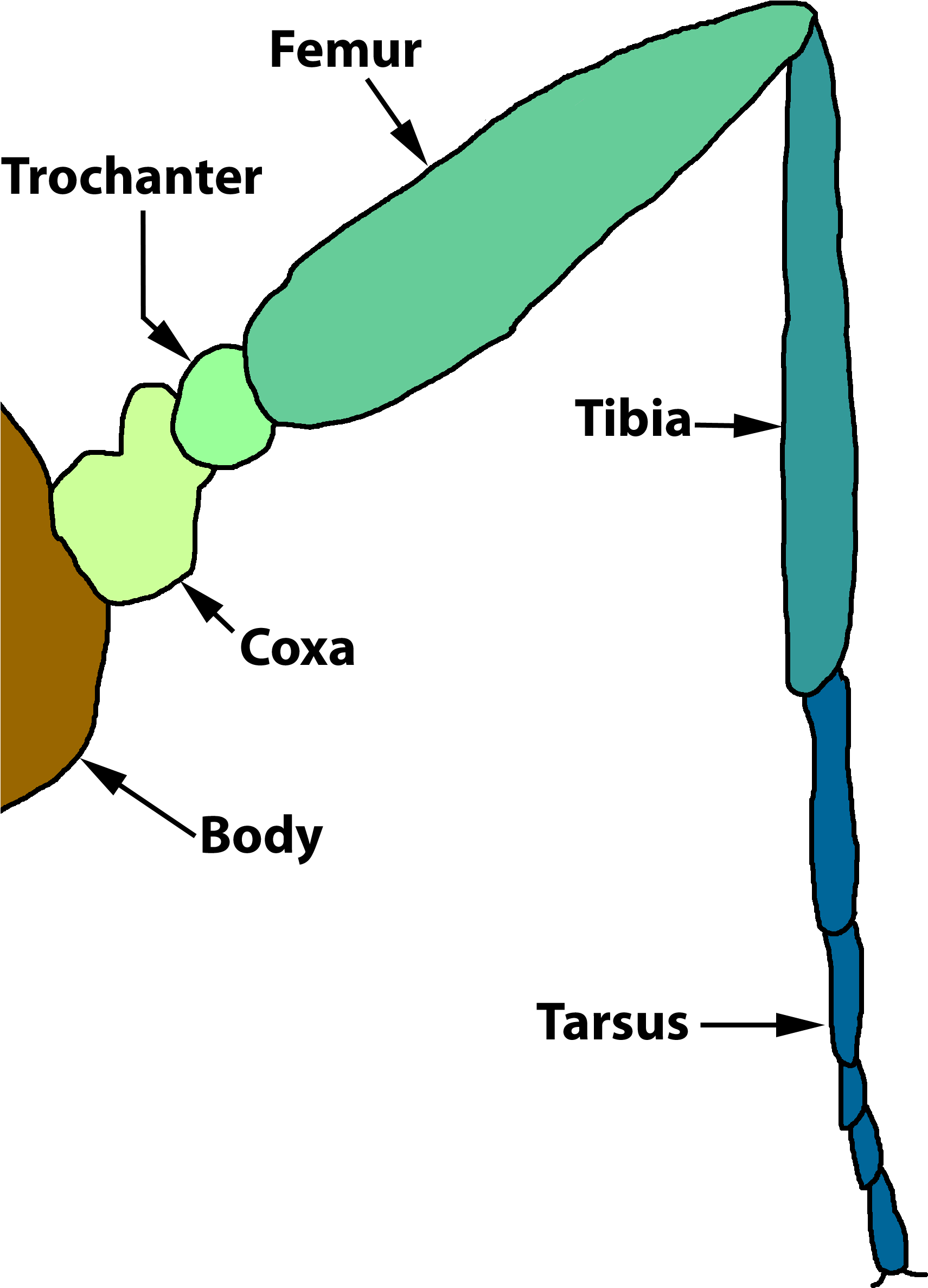 Clipart Info - Diagram Of Insect Joints - Png Download - Full Size ...