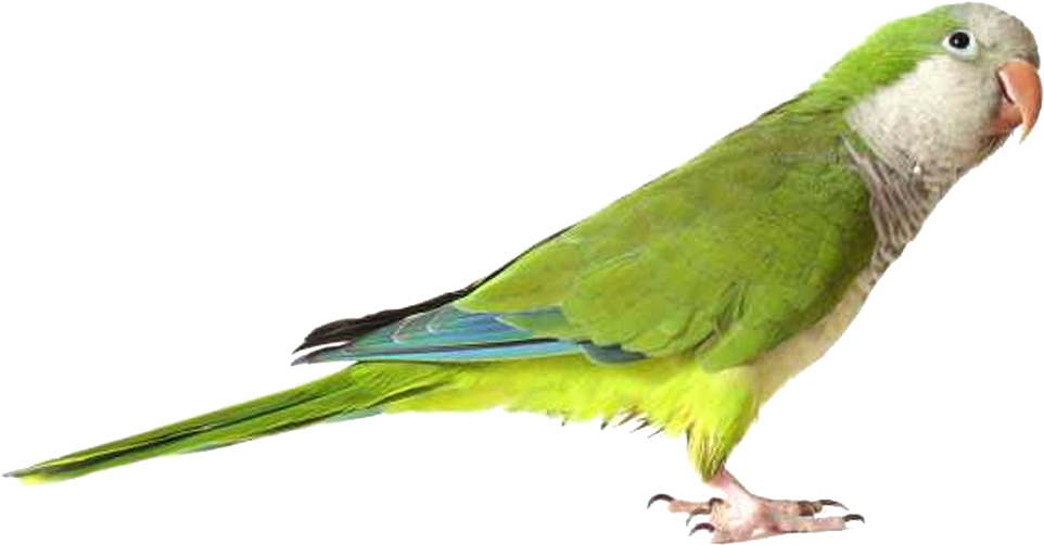 Parakeet Clipart Bill - Parrot Png Transparent Png - Full Size Clipart ...