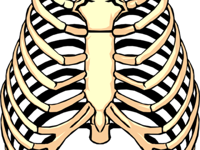 Rib Cage Png Transparent Images - Rib Cage Png Clipart - Full Size ...