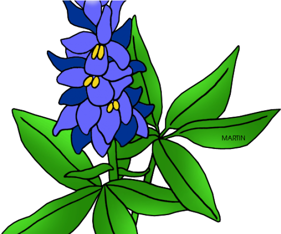 Lupine Clipart Texas Bluebonnet - Texas State Flower Drawing - Png ...