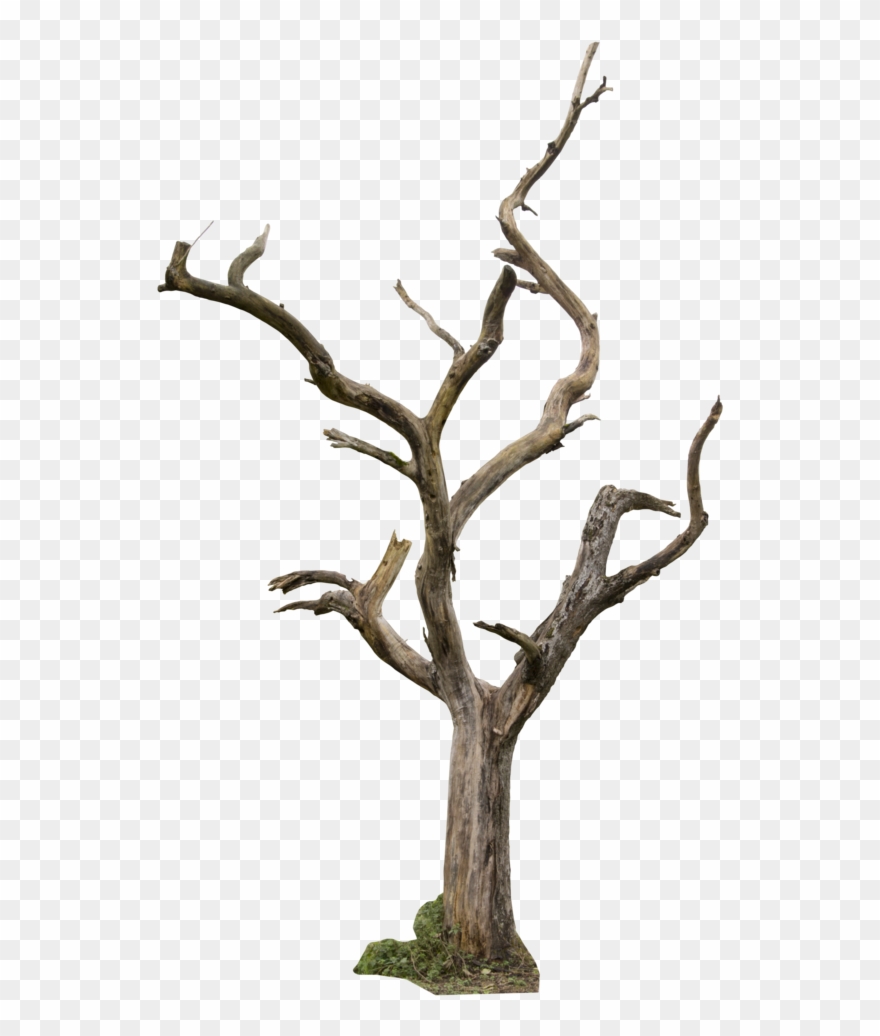Download Dead Tree Clipart Animated - Dead Tree Png Transparent Png ...