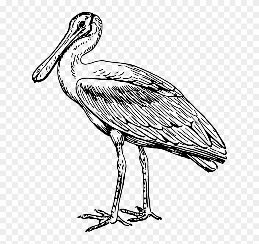 Stork Line Art Drawing Pelecaniformes Spoonbills - Outline Picture Of ...