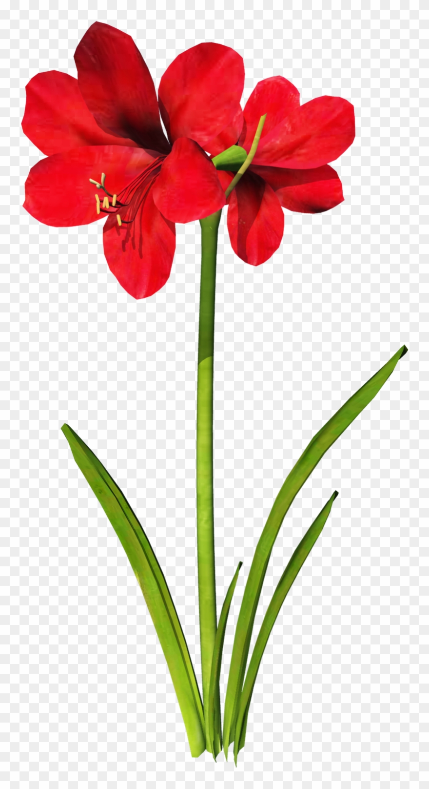 Amaryllis Flower Tattoo - Amaryllis Transparent Clipart (#103928 ...