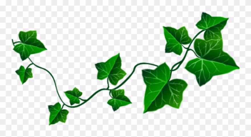 Download Ivy Clipart - Png Download (#1002731) - PinClipart
