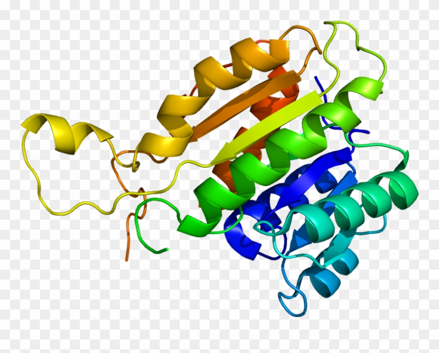 Protein Structure Icon Clipart (#1062991) - PinClipart