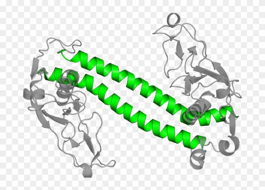 Download 1 Copy Of Cath Domain Ap 1 Transcription Factor Clipart