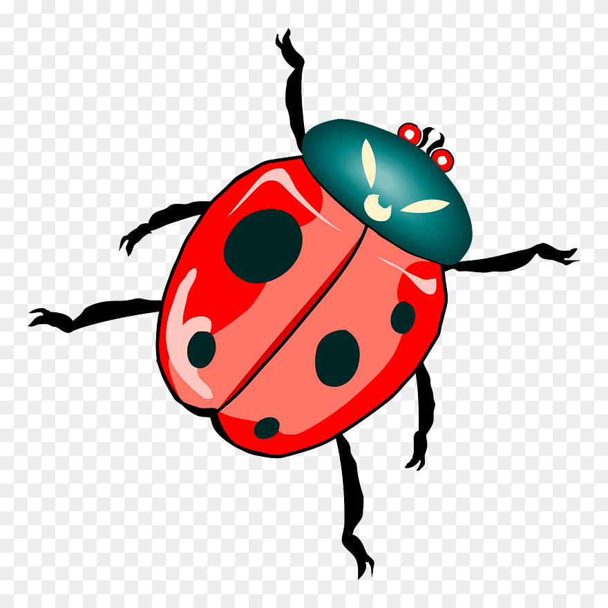 Ladybird Beetle Download True Bugs Drawing - Clip Art Beetles - Png ...