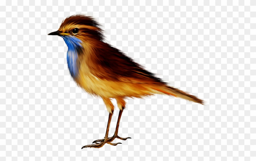 Download Oiseaux,birds Birds, Autumn, Photoshop, Clip Art, Fall - Real ...