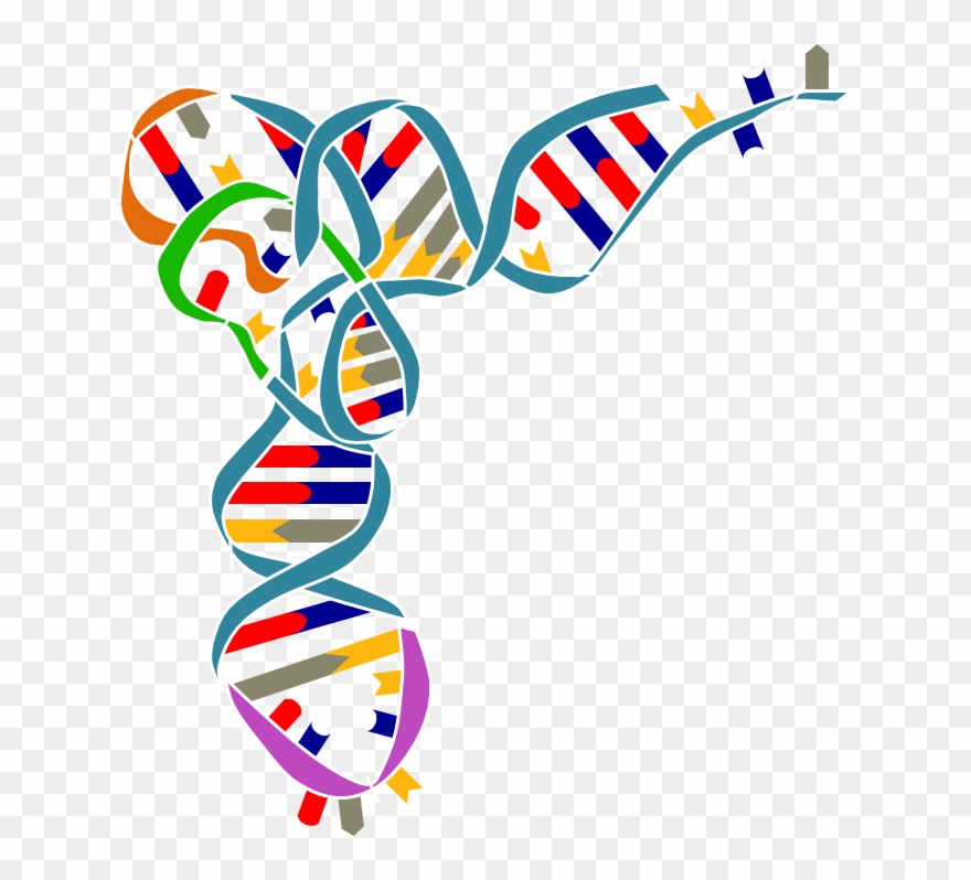 Ib - Bioninja - Com - Au - Synthetic Biology Clip Art - Png Download ...