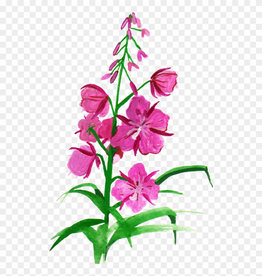 Vector Free Download Botanical Illustration Flower - Fireweed Drawing ...