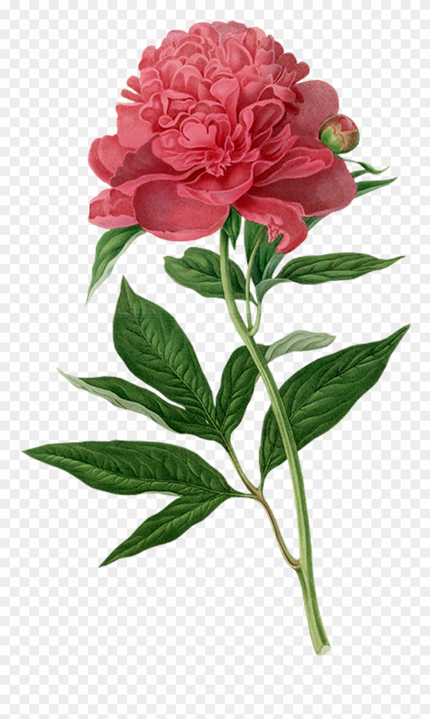 Peony Botanical Illustration Botany Printmaking Printing - Peony ...