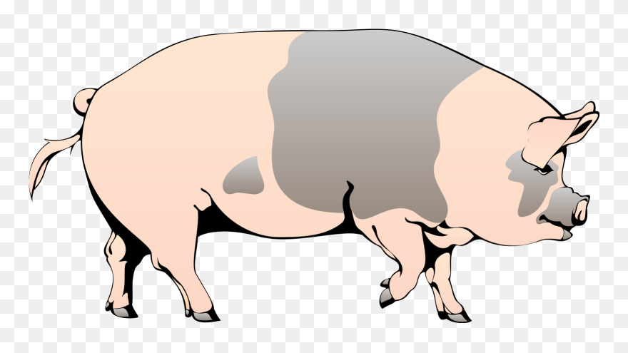 Spotted - - Spotted Pig Clipart - Png Download (#1425561) - PinClipart