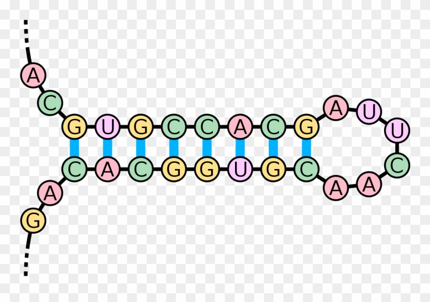 Hairpin Loop Clipart (#1442913) - PinClipart