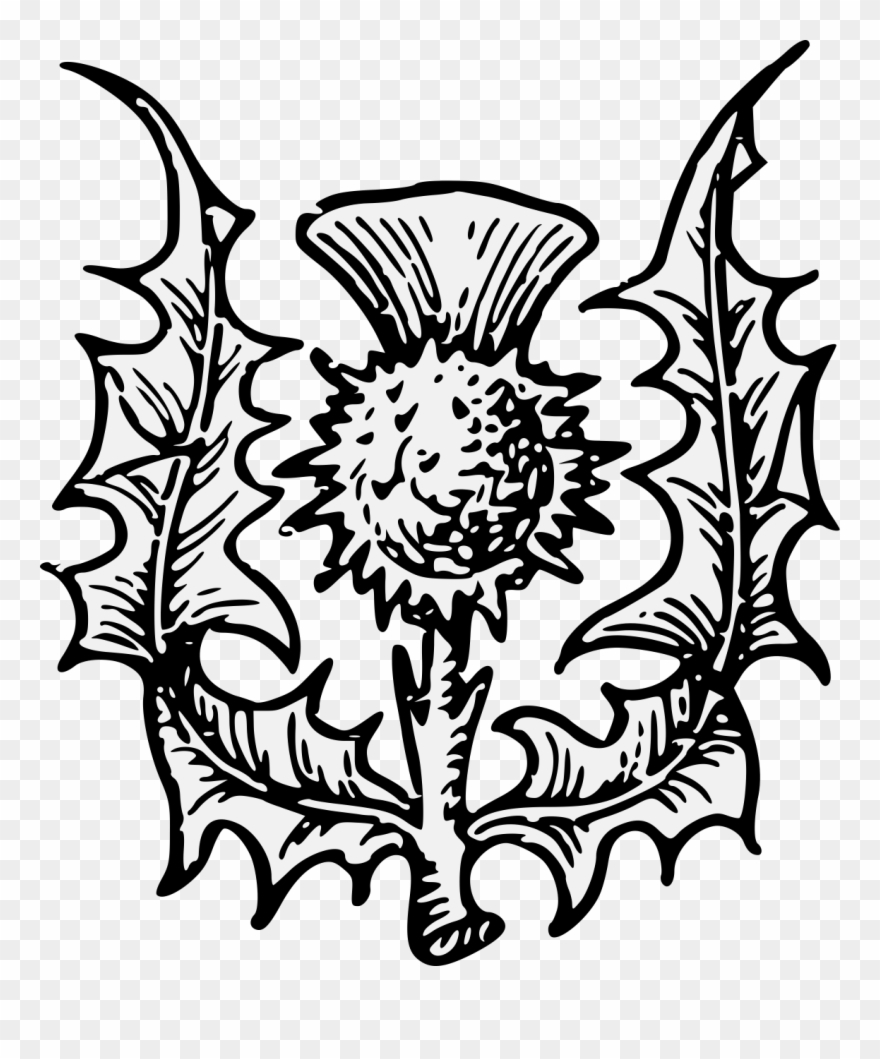 Pdf - Heraldic Thistle Clipart (#1446101) - PinClipart
