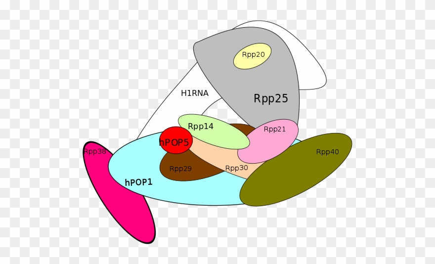 Protein Components - - Human Rnase P Structure Clipart (#1447943 ...