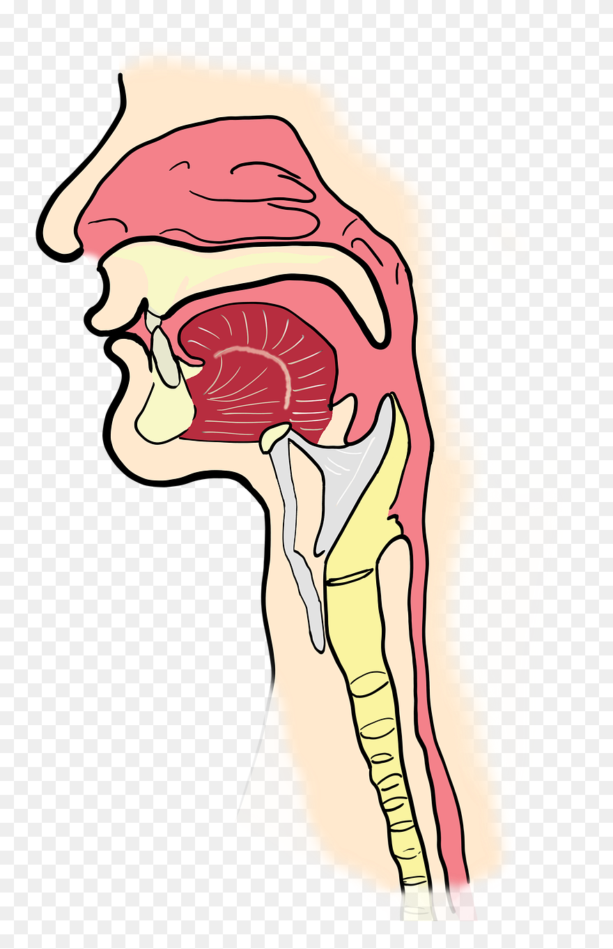 Download Free Anatomy Images 19, Buy Clip Art - Faringe Png Transparent ...