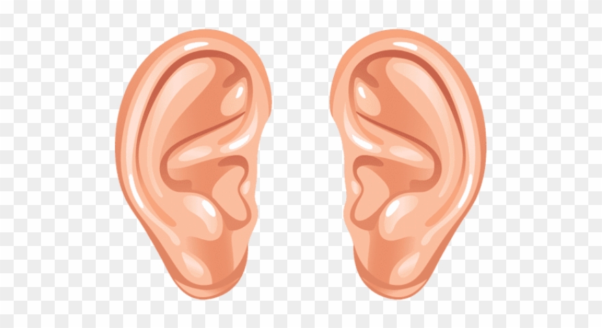 Download Ear Png Transparent Images - Human Ear Ears Clipart (#153826 ...