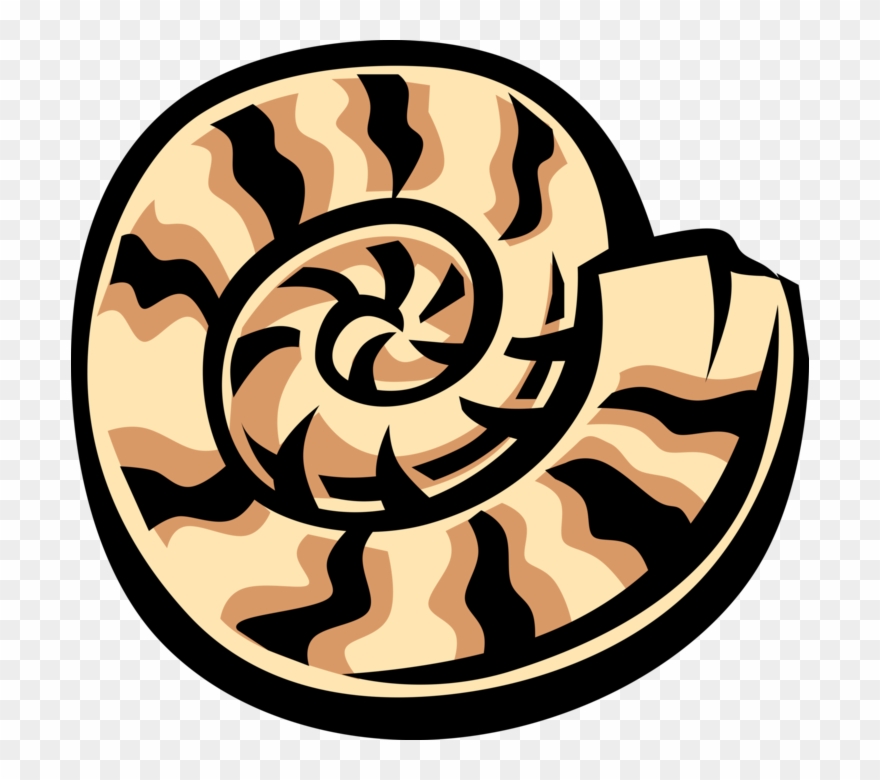 Chambered Nautilus Shell Image Illustration Of With Clipart (#1511340 ...