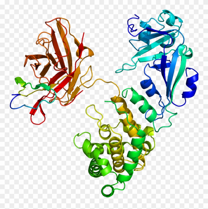 Epidermal Growth Factor Protein Structure Clipart (#1571132) - PinClipart