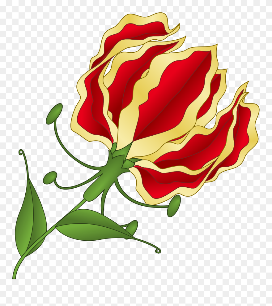 File - Flame Lily - Svg - Wikimedia Commons Clipart (#1577956) - PinClipart