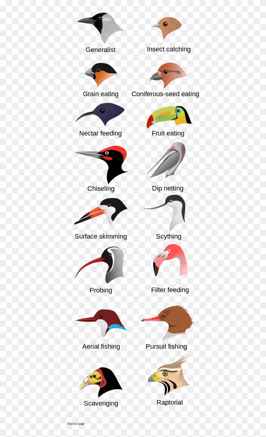 Bird Beaks Evolved For Different Purposes - Types Of Bird Beaks Clipart ...