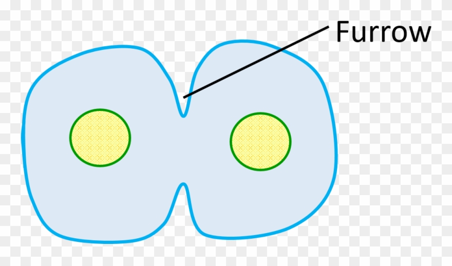 Furrow In Animal Cell - Circle Clipart (#1614111) - PinClipart
