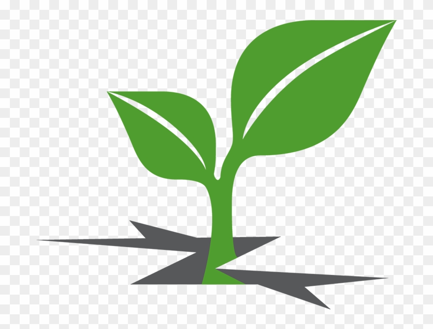 Plant Sprout Clipart - Png Download (#1616343) - PinClipart