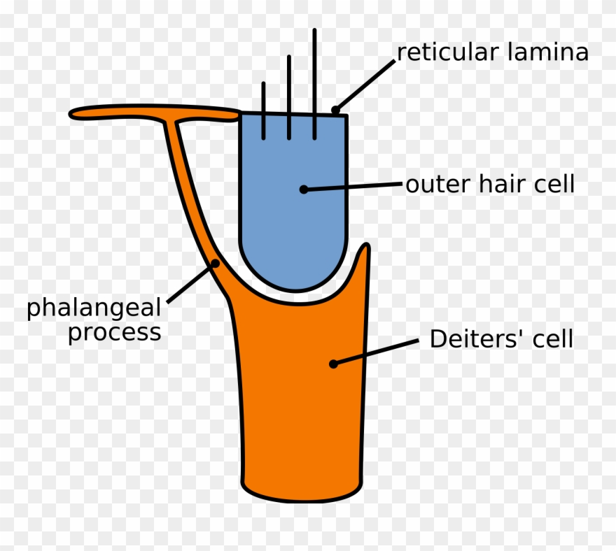 Outer Hair Cells Clipart (#1622119) - PinClipart