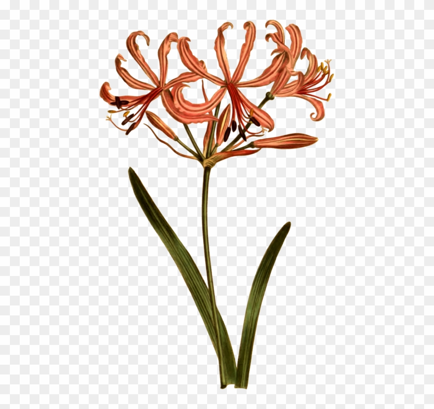 Botany Choix Des Plus Belles Fleurs Petal Flower Divaricate - Botany ...