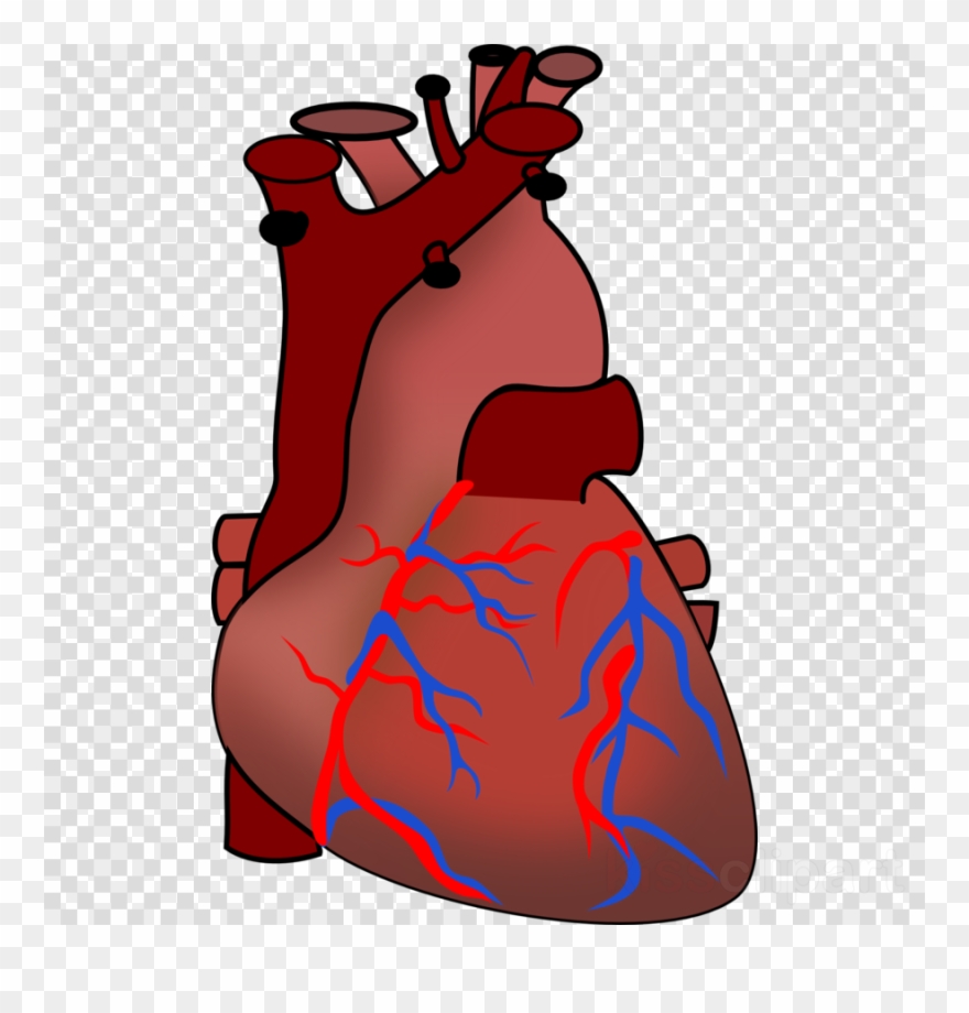 Download Human Heart Clipart Heart Human Body Clip Art - Vampire Png ...