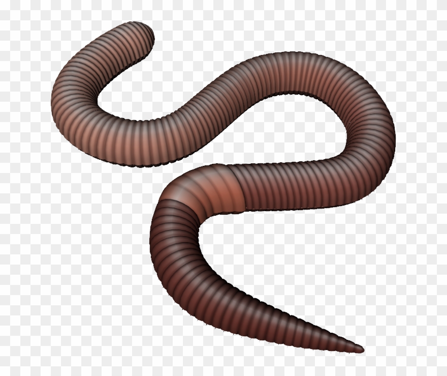 Png Earthworm Transparent Earthworm - Transparent Background Earthworm ...