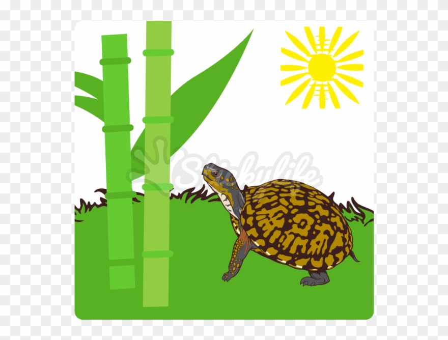 Eastern Box Turtle Decal Clipart (#1809931) - PinClipart