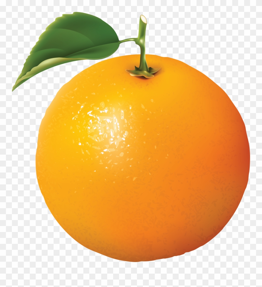 Florida Orange Clipart - Png Download (#1820608) - PinClipart