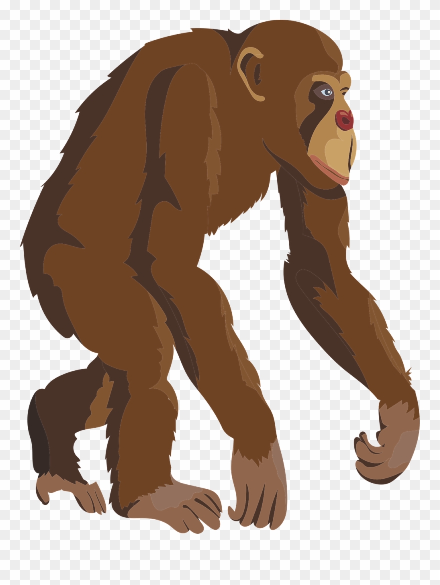 Chimpanzee Clipart Brown Monkey - Simpanse Clipart - Png Download ...