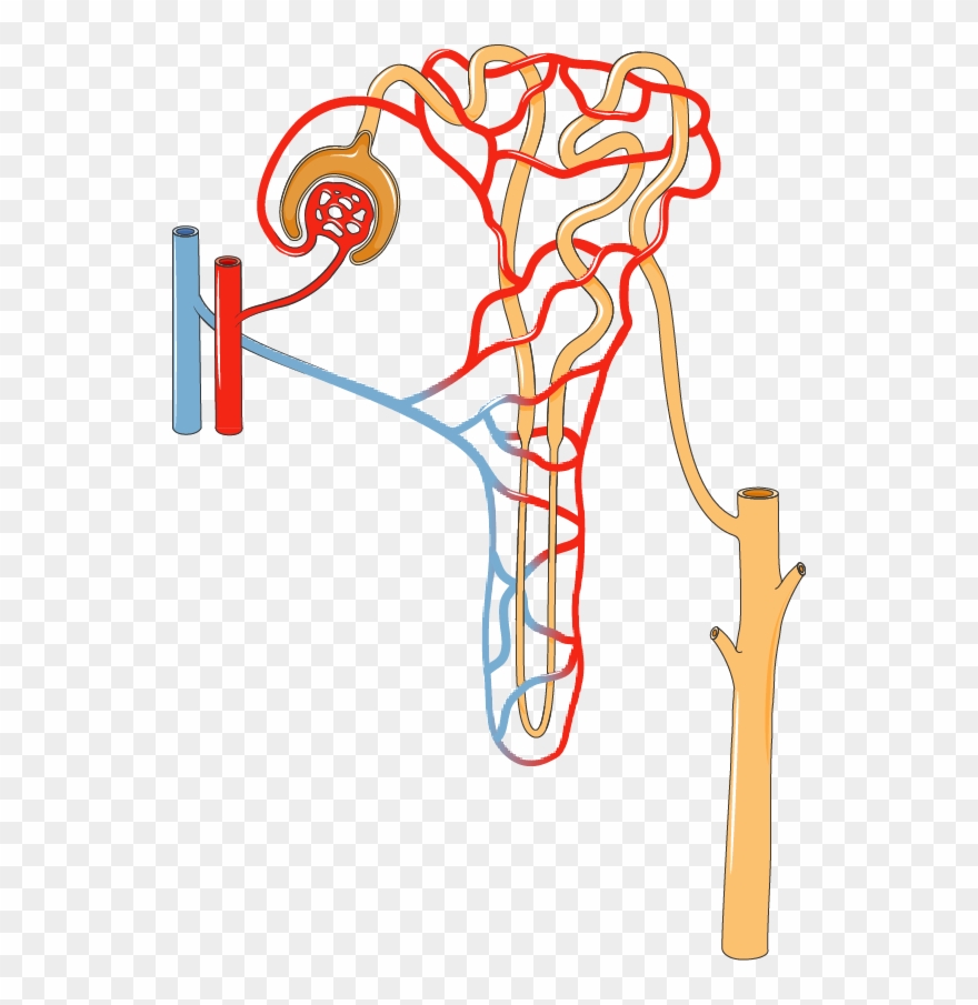 Download Download The Image Download The Entire Set - Nephron Png ...