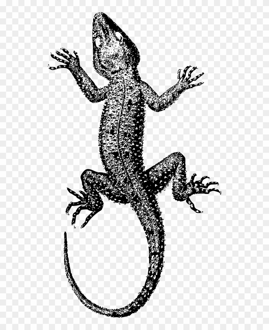 Basic Lizard - Clip Art - Png Download (#2041650) - PinClipart