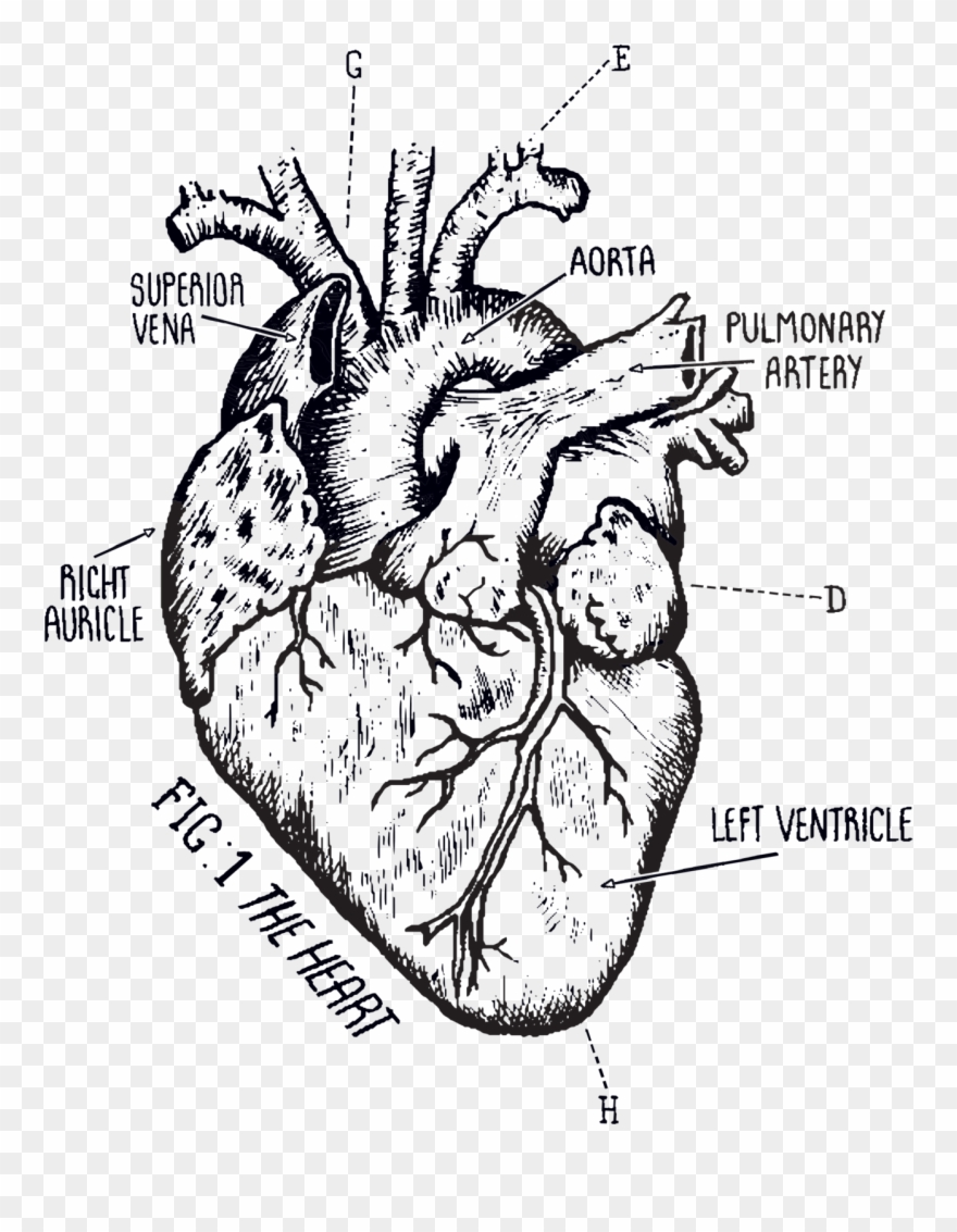 Heart Chart Clipart (#2063582) - PinClipart