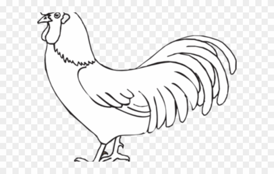 Rooster Clipart Rooster Outline - Rooster Drawing Outline - Png ...