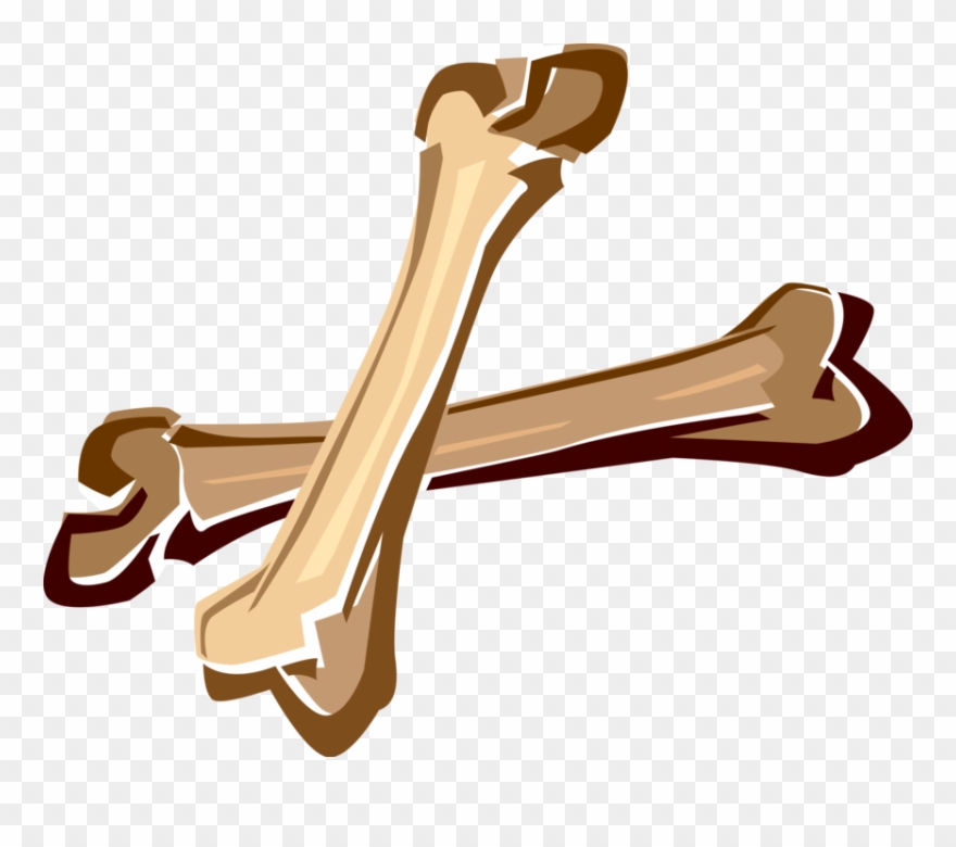 Vector Illustration Of Human Fibula And Tibia Bones - Clip Art - Png ...