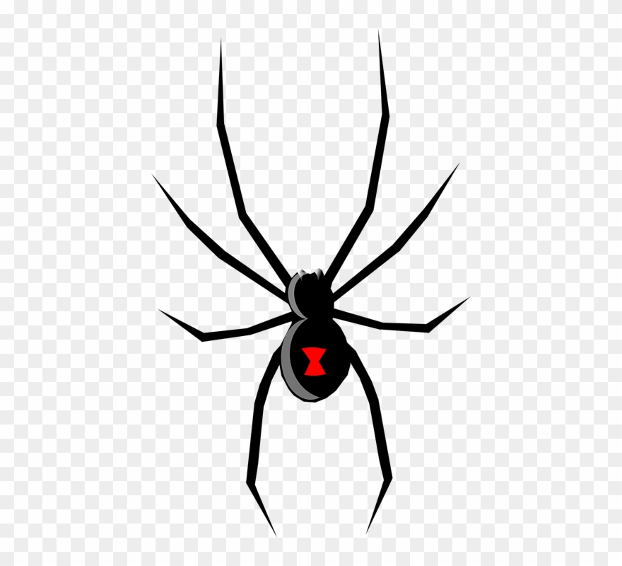 Download Sort Enke, Edderkop, Insekt, Giftig - Black Widow Spider ...