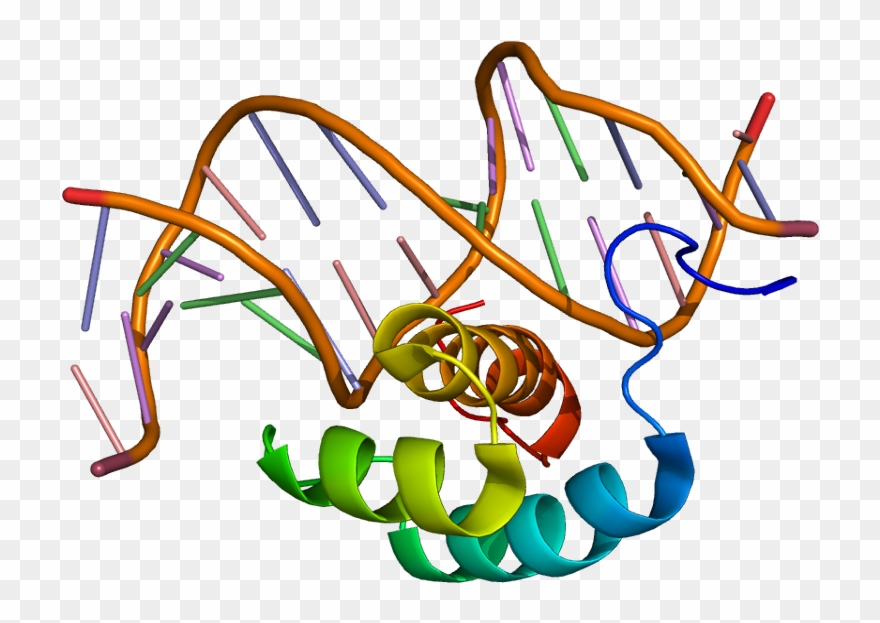Protein Structure Hd Clipart (#2157964) - PinClipart