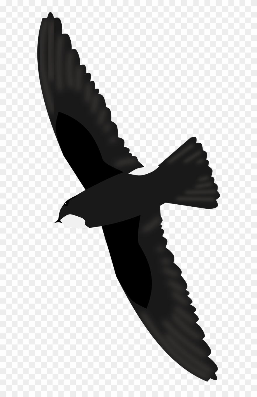 House Swift Clipart (#2189549) - PinClipart