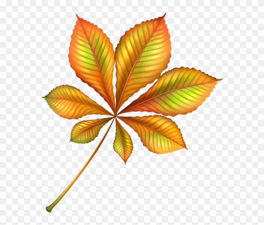 Download 134116 D3cf8e91 Orig Orange Leaf, Clipart Images, Fall ...