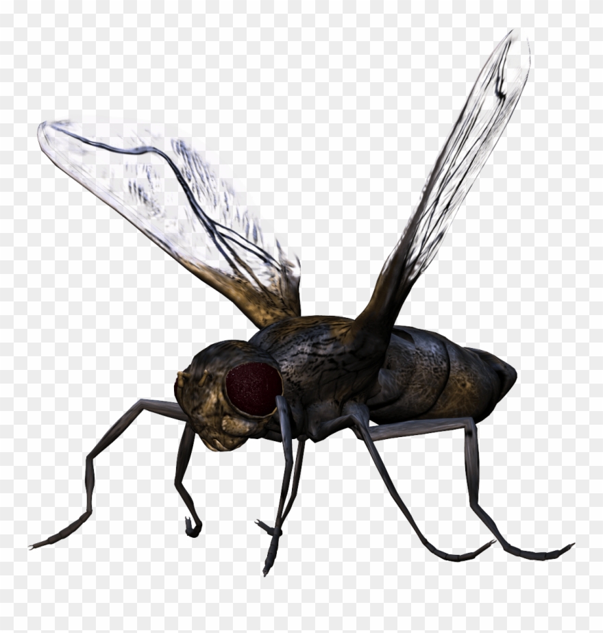 Insect Bug Png Transparent Background Clipart (#2295509) - PinClipart